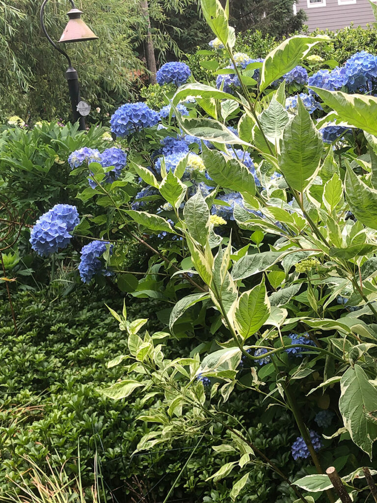 Hydrangea Season in Carla's Garden - Fine Gardening