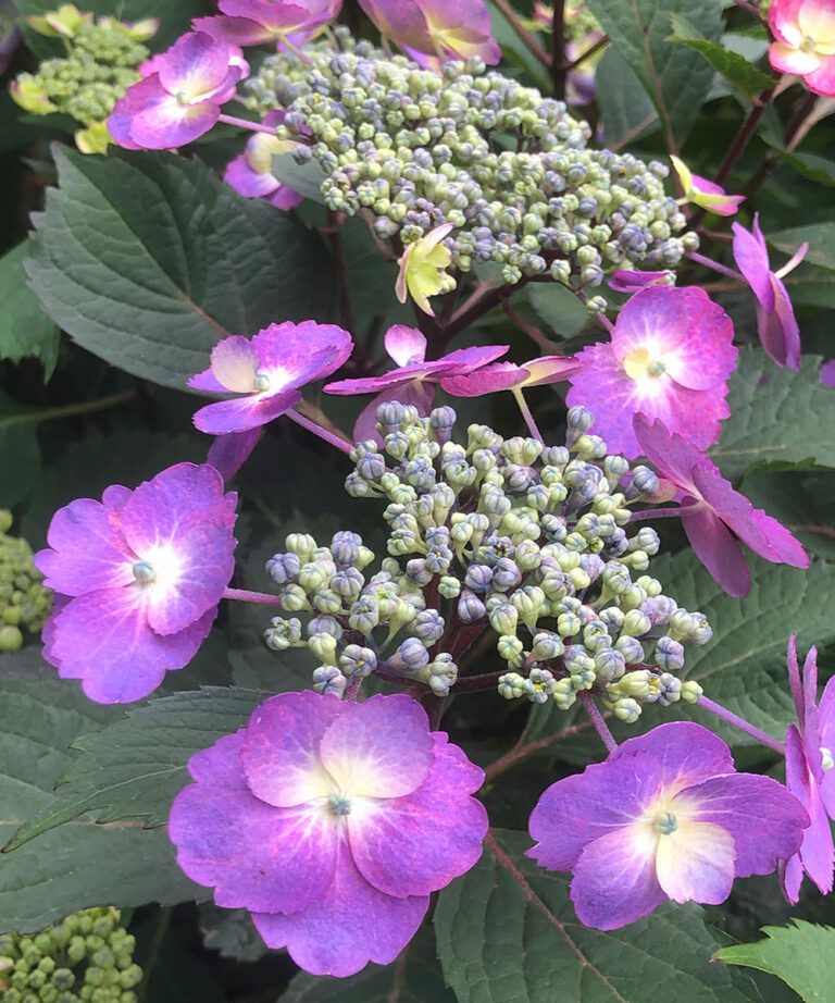 Hydrangea Season in Carla's Garden - Fine Gardening