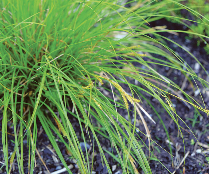 The Best Ornamental Grasses for Every Season - Fine Gardening