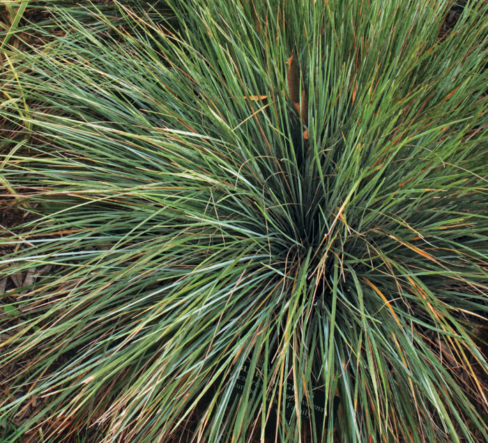 The Best Ornamental Grasses for Every Season - Fine Gardening