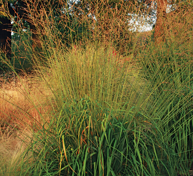 The Best Ornamental Grasses for Every Season - Fine Gardening