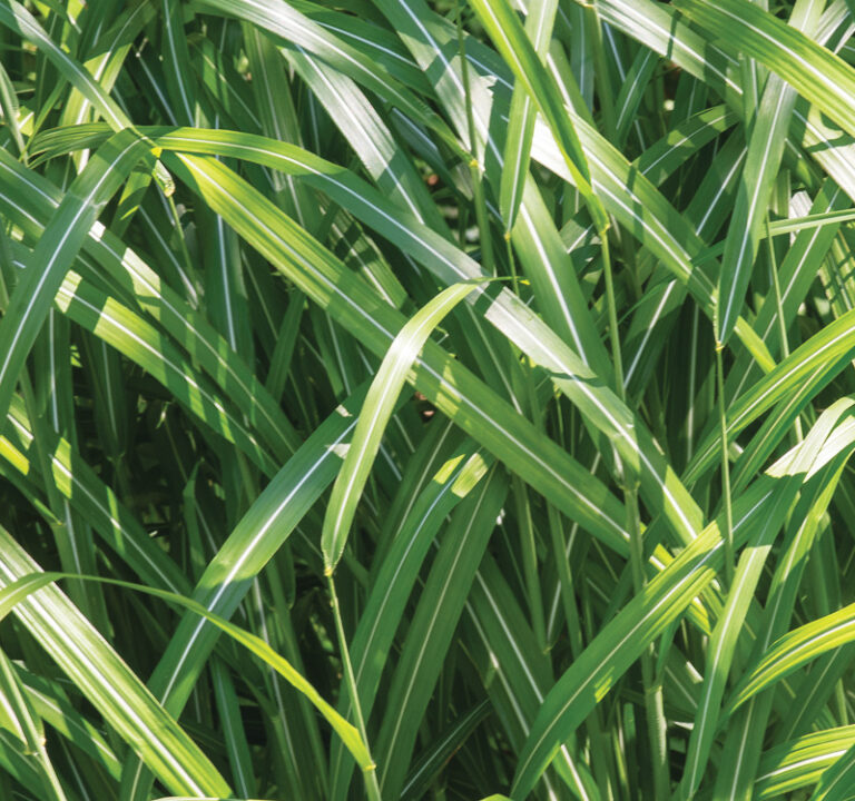 The Best Ornamental Grasses for Every Season - Fine Gardening