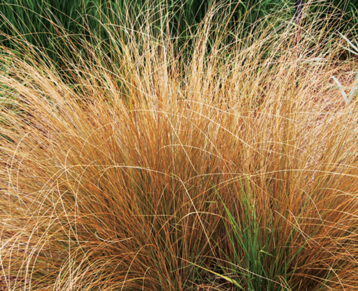 The Best Ornamental Grasses for Every Season - Fine Gardening