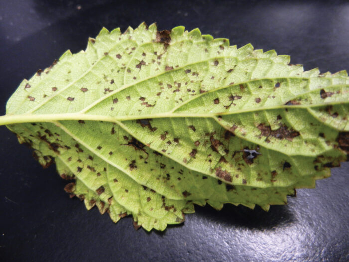 What's Wrong with My Hydrangea? Learn to Recognize and Treat Common ...