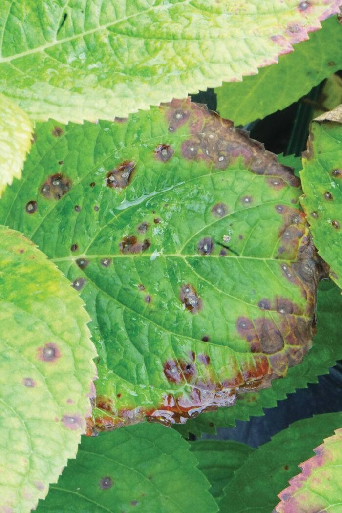 What's Wrong with My Hydrangea? Learn to Recognize and Treat Common ...