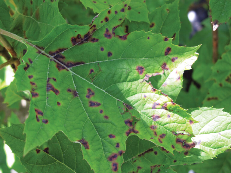 What's Wrong with My Hydrangea? Learn to Recognize and Treat Common ...