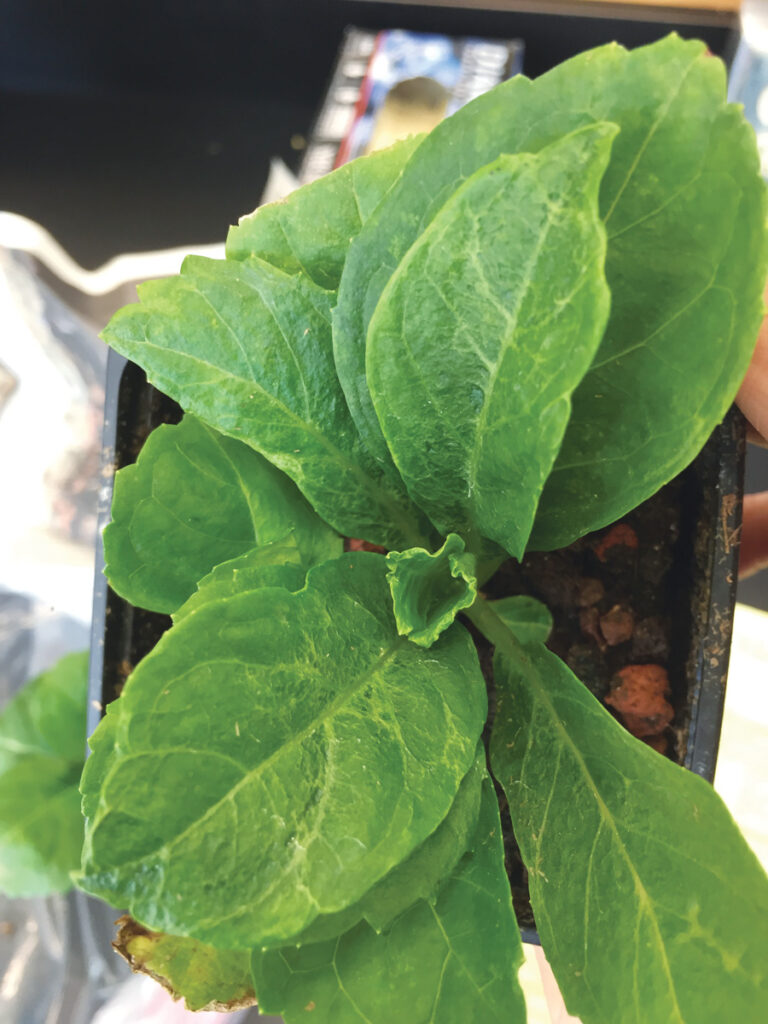 What's Wrong with My Hydrangea? Learn to Recognize and Treat Common ...