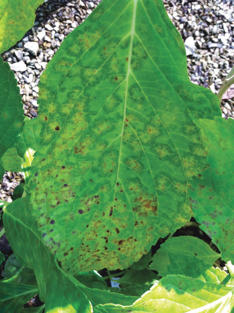 What's Wrong with My Hydrangea? Learn to Recognize and Treat Common ...