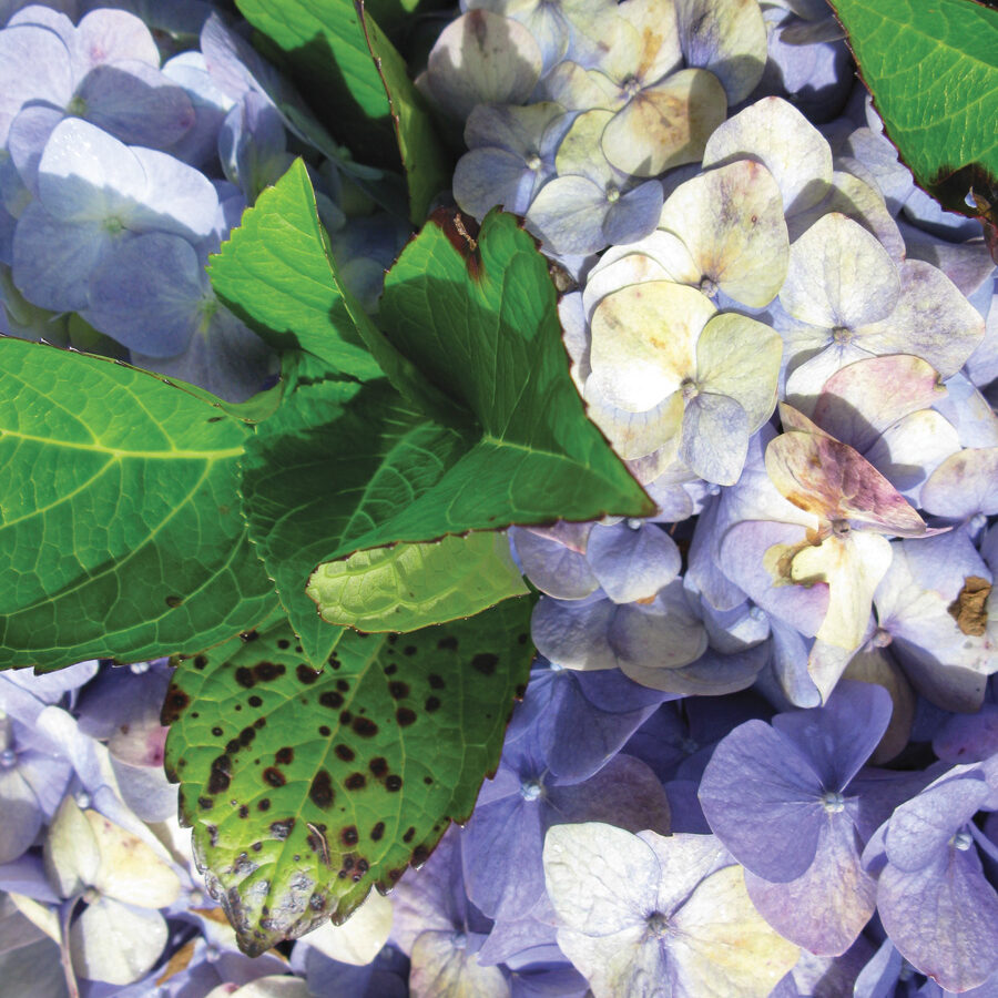 What's Wrong with My Hydrangea? Learn to Recognize and Treat Common ...