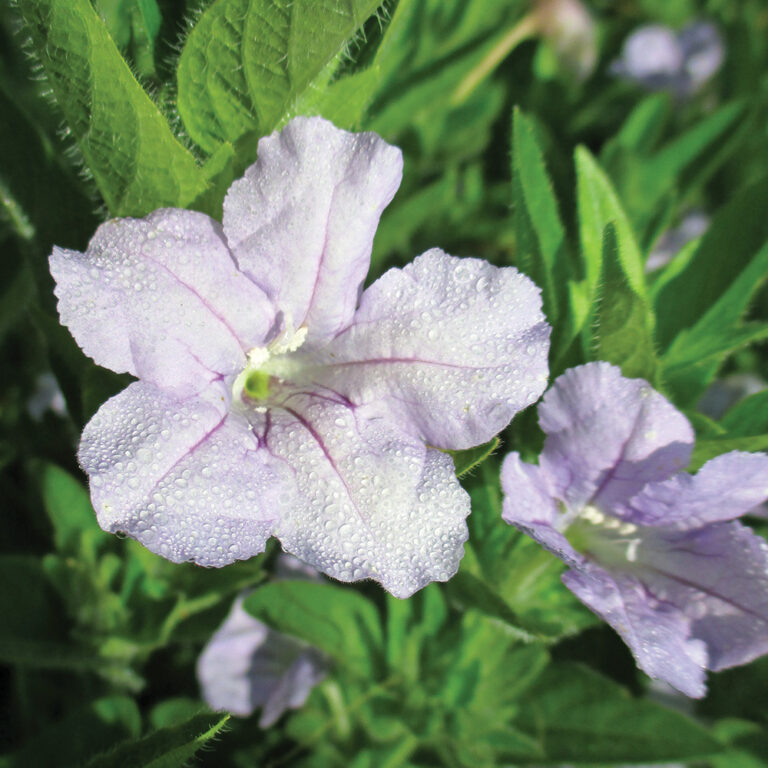Native Plants for Summer Interest in the Midwest - Fine Gardening