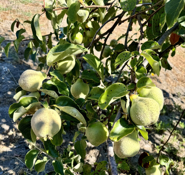 The Ultimate Guide to Growing Quince and Using Their Fruit - Fine Gardening