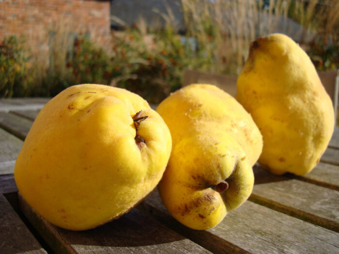 The Ultimate Guide to Growing Quince and Using Their Fruit - Fine Gardening