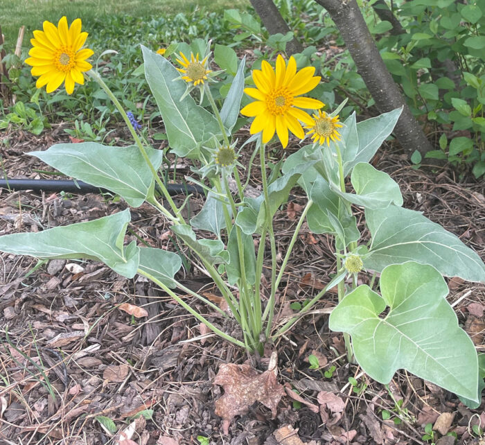Bitterroot Secret Garden Tour: An Eco-friendly, Native Plant Garden ...