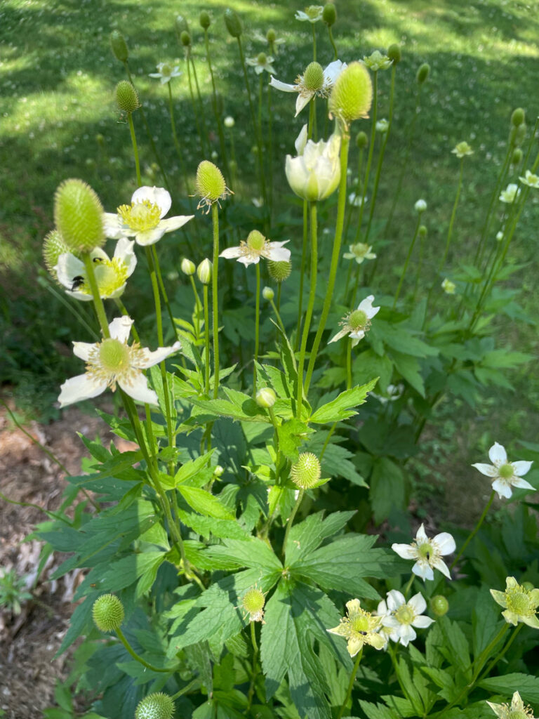 Native Shade Perennials for the Northeast - Fine Gardening