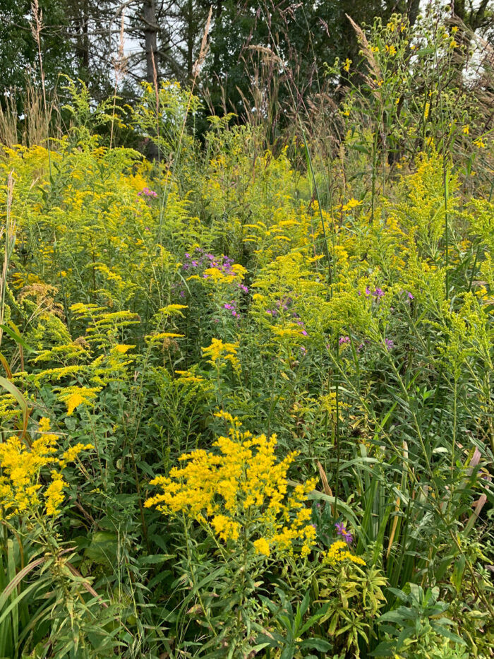 How to Create a Meadow Lawn with Native Plants - Fine Gardening