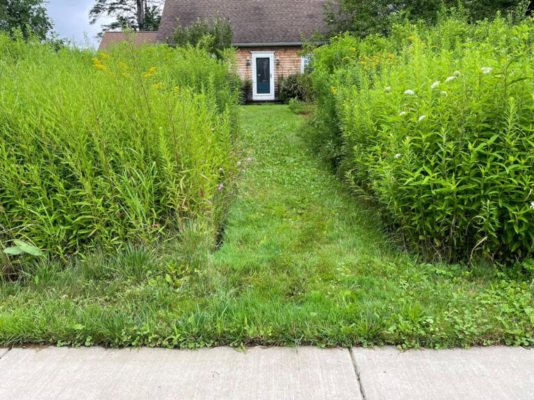 How to Create a Meadow Lawn with Native Plants - Fine Gardening