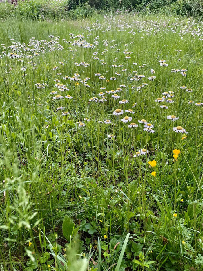 How to Create a Meadow Lawn with Native Plants - Fine Gardening