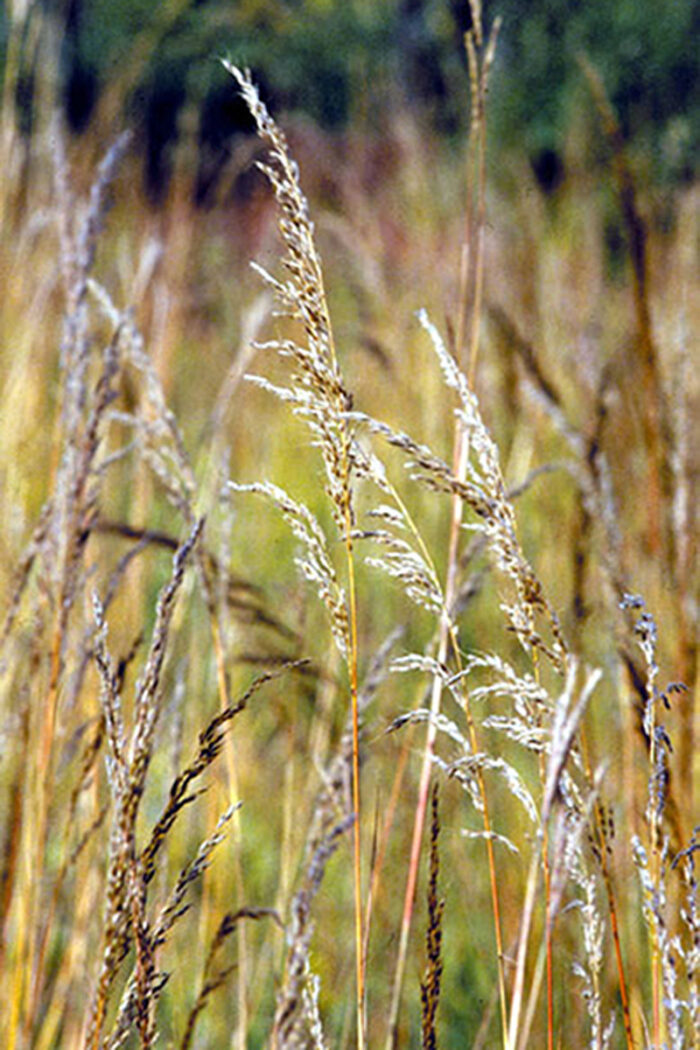 How to Create a Meadow Lawn with Native Plants - Fine Gardening