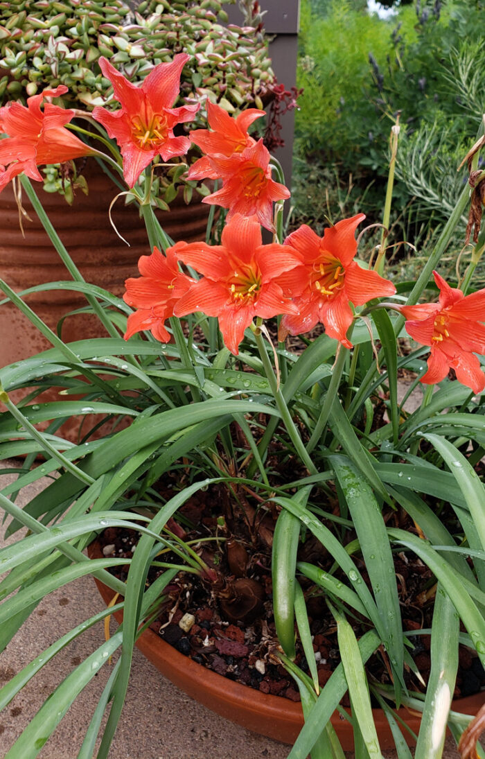 6 Ornamental Flowering Bulbs for the Southwest - Fine Gardening