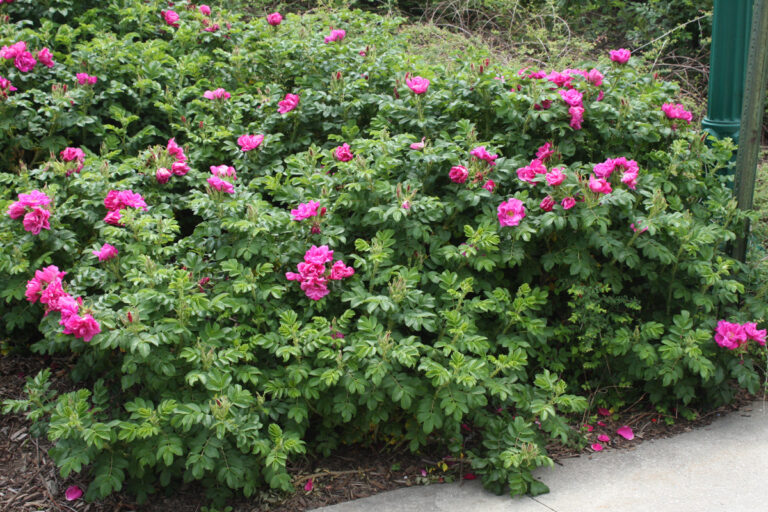 Deter Trespassers with These Plants for Home Security - Fine Gardening