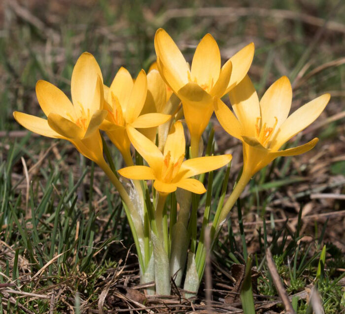 How to Grow Crocuses for a Spectacular Early Spring Display - Fine ...