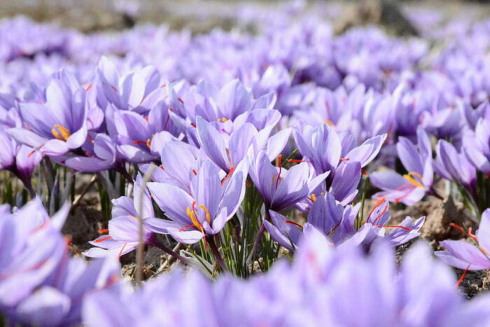 How to Grow Crocuses for a Spectacular Early Spring Display - Fine ...