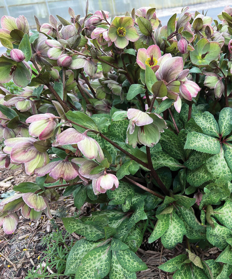 Growing Hellebores: Beautiful Varieties and Care - Fine Gardening