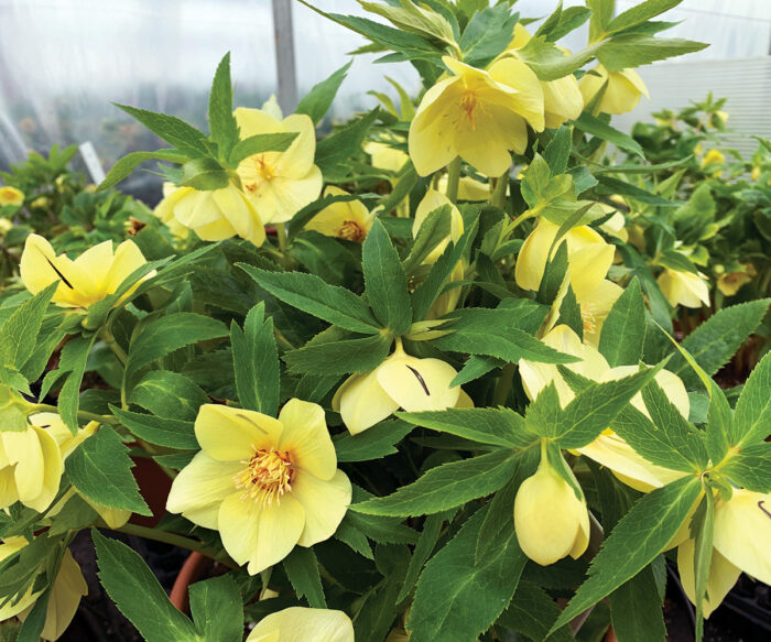 Growing Hellebores: Beautiful Varieties and Care - Fine Gardening