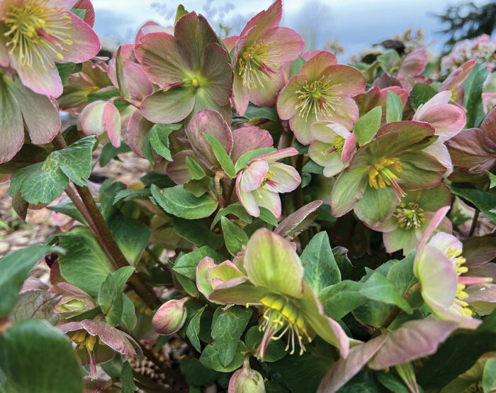Growing Hellebores: Beautiful Varieties and Care - Fine Gardening