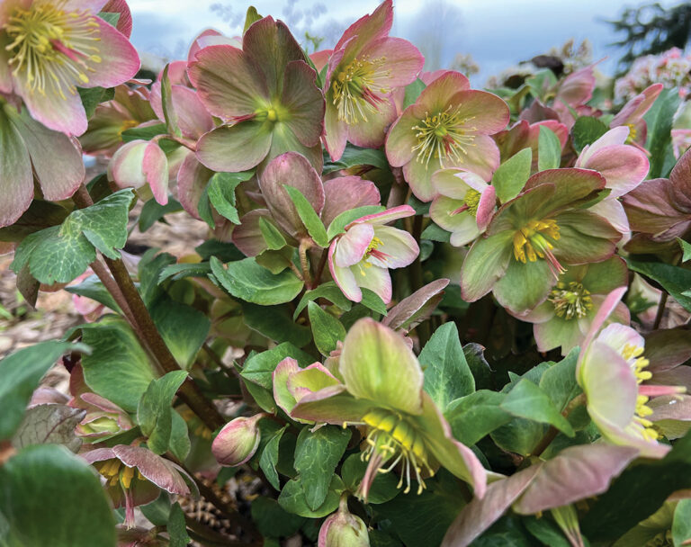 Growing Hellebores: Beautiful Varieties and Care - Fine Gardening