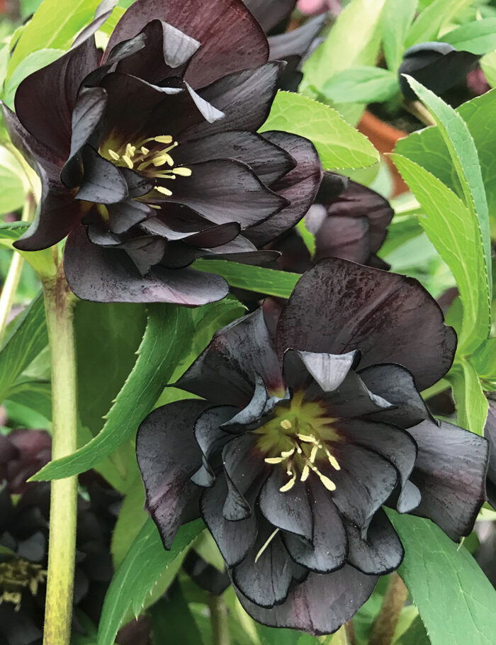 Growing Hellebores: Beautiful Varieties and Care - Fine Gardening