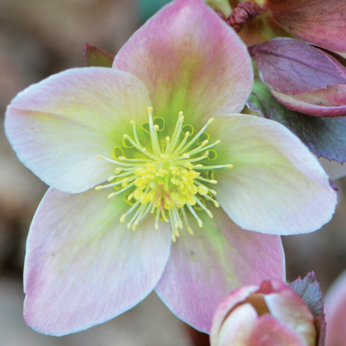 Growing Hellebores: Beautiful Varieties and Care - Fine Gardening