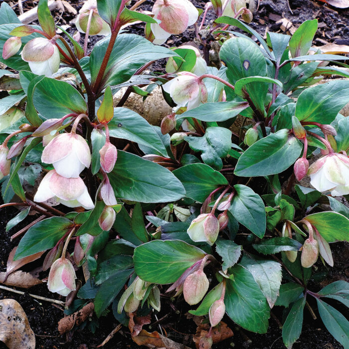 Growing Hellebores: Beautiful Varieties and Care - Fine Gardening
