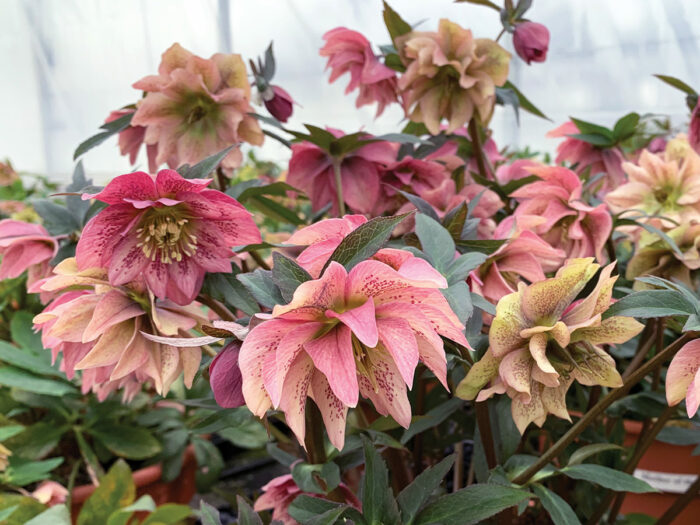 Growing Hellebores: Beautiful Varieties and Care - Fine Gardening