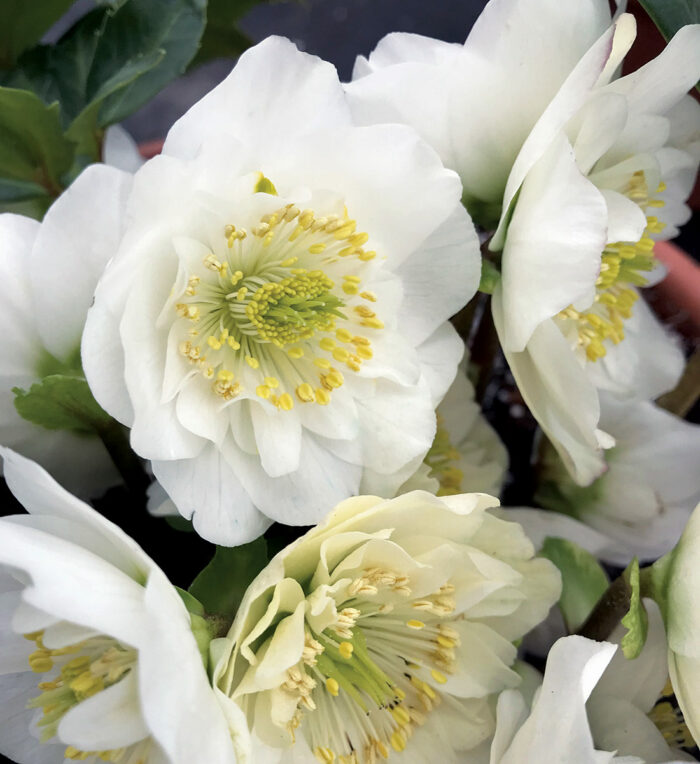 Growing Hellebores: Beautiful Varieties and Care - Fine Gardening