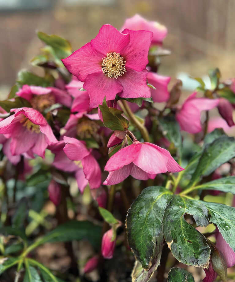 Growing Hellebores: Beautiful Varieties and Care - Fine Gardening