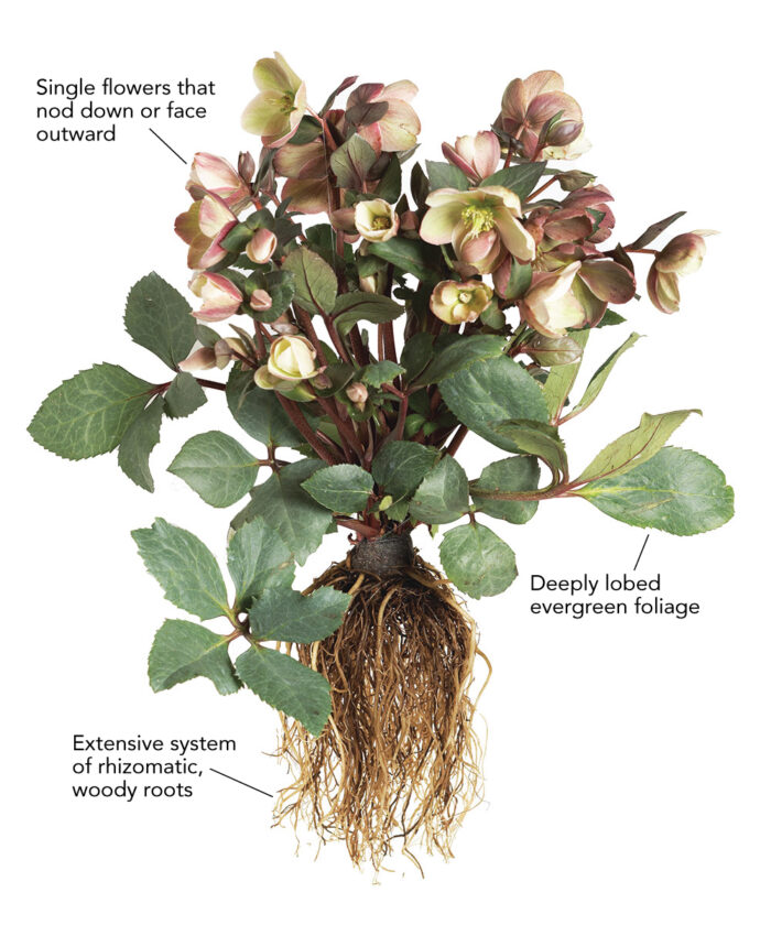 Growing Hellebores: Beautiful Varieties and Care - Fine Gardening