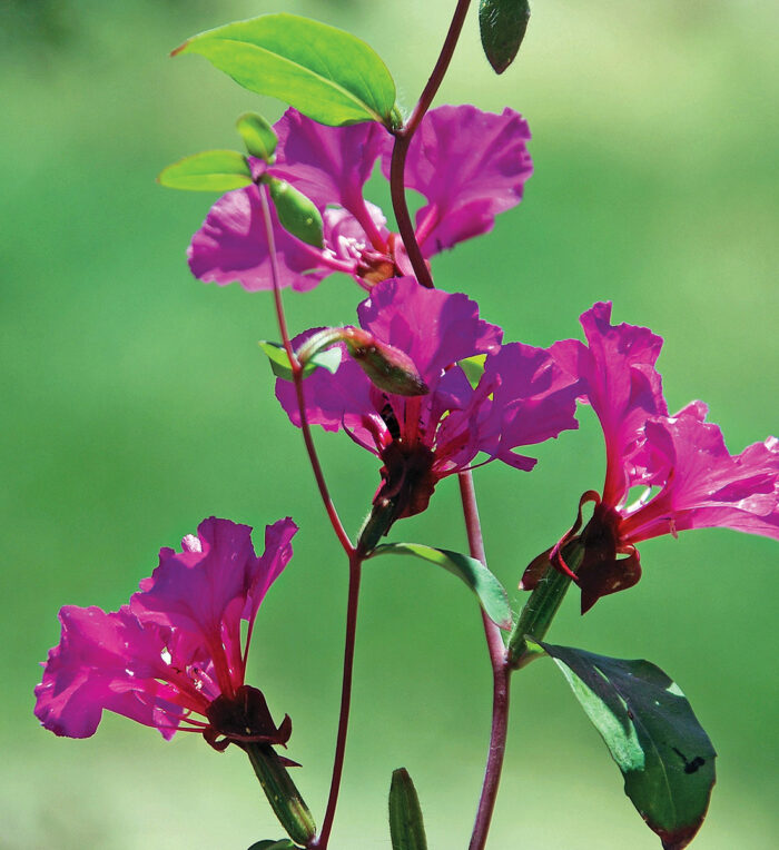 The Best Plants for Spring Color in Your Region - Fine Gardening