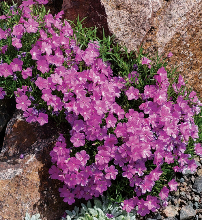The Best Plants for Spring Color in Your Region - Fine Gardening