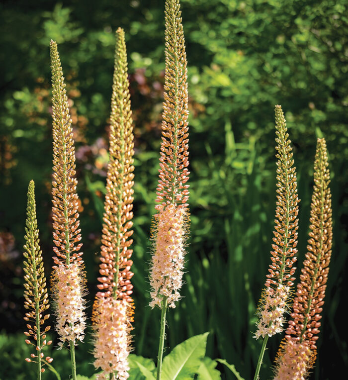 The Best Plants for Spring Color in Your Region - Fine Gardening