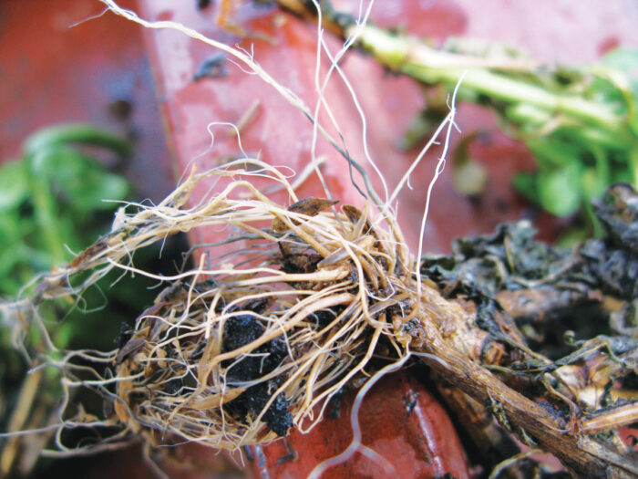 Root Rot Identification and Treatment - Fine Gardening