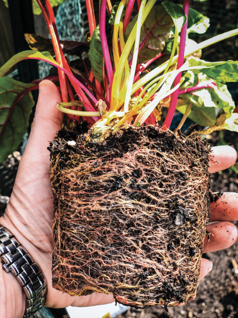 Root Rot Identification and Treatment - Fine Gardening