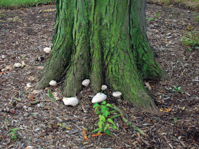 Root Rot Identification and Treatment - Fine Gardening