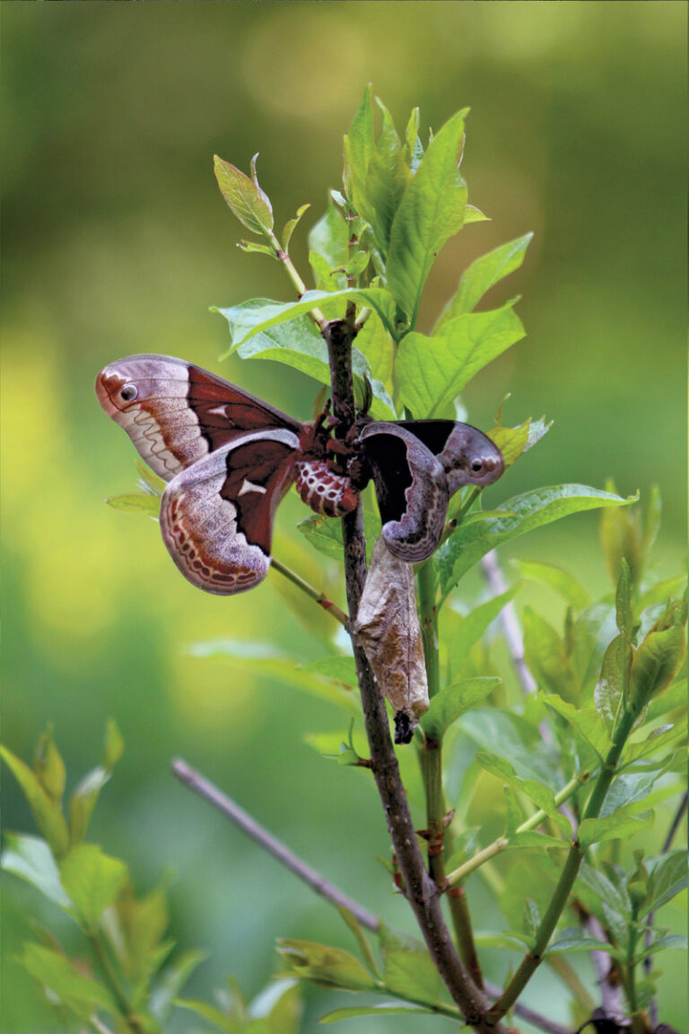 A Sophisticated Garden Designed with Native Plants for Pollinators ...