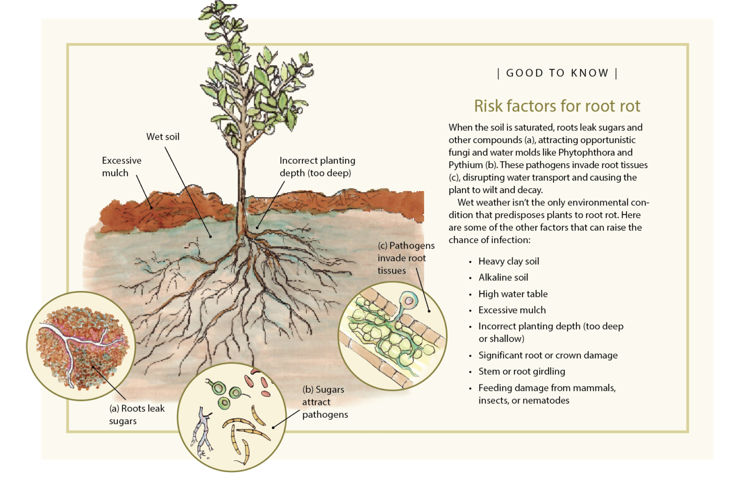 Root Rot Identification and Treatment - Fine Gardening