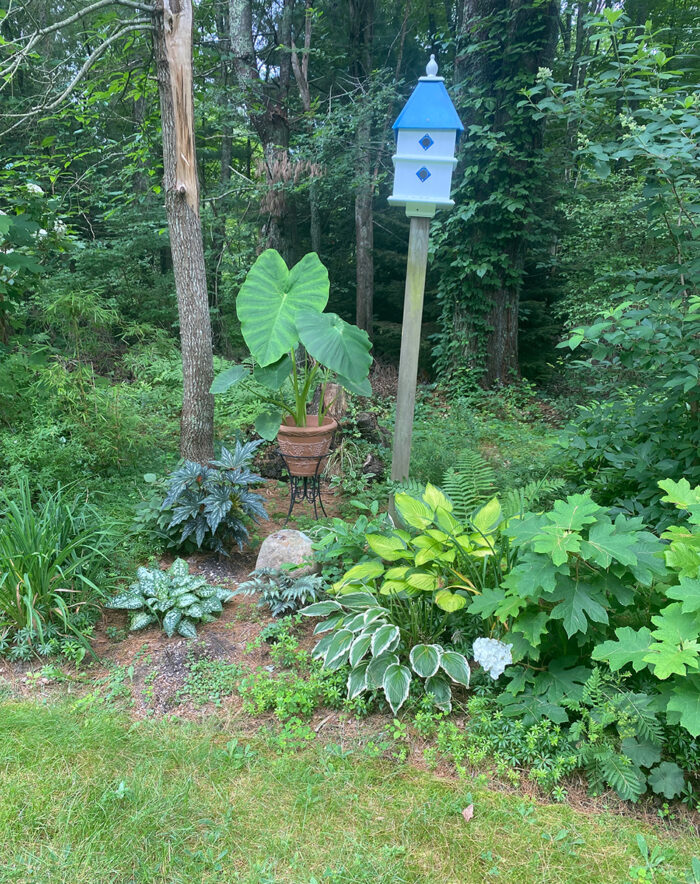 Highlights from Fran's Rhode Island Garden - Fine Gardening