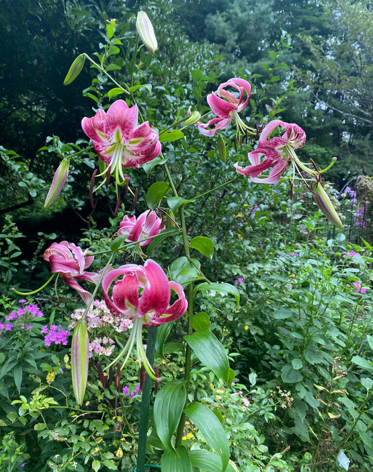 Highlights from Fran's Rhode Island Garden - Fine Gardening