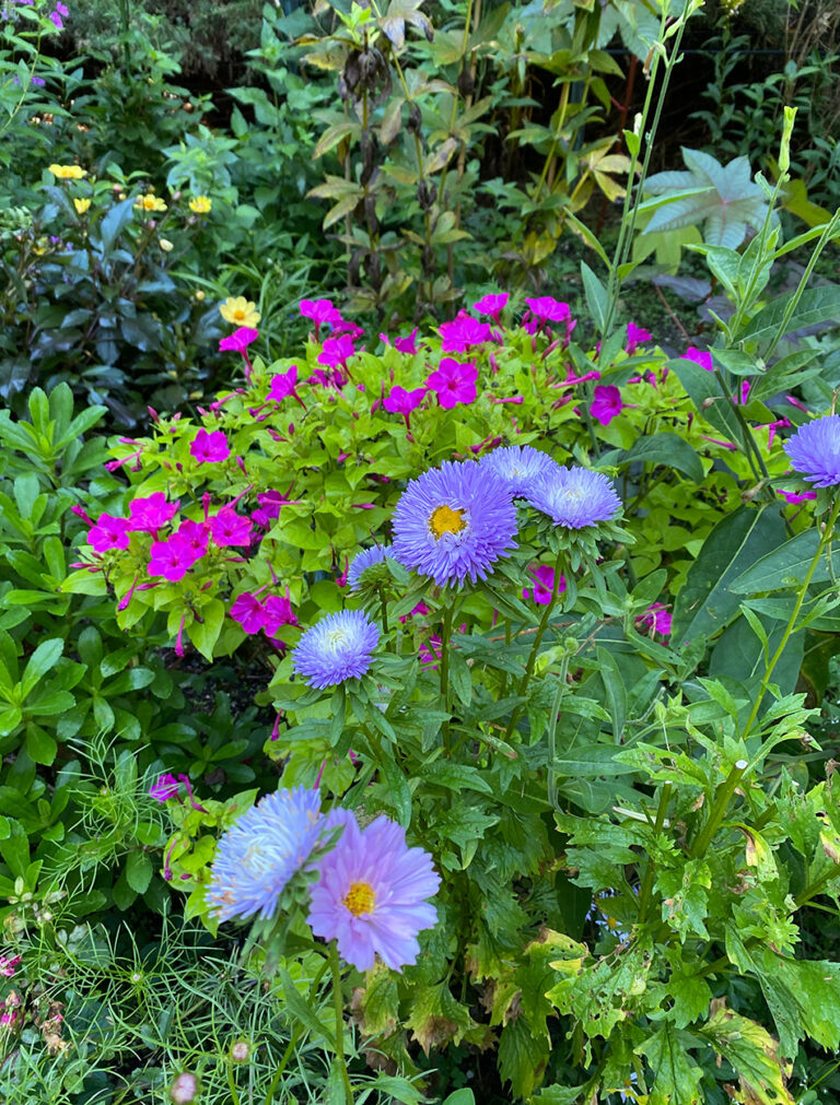Highlights from Fran's Rhode Island Garden - Fine Gardening