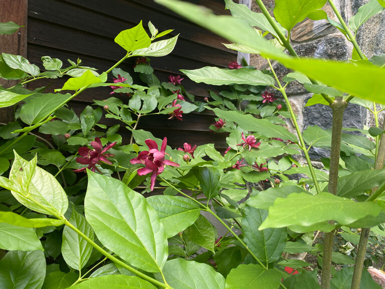 Highlights from Fran's Rhode Island Garden - Fine Gardening