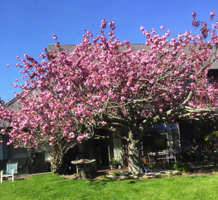 6 Outstanding Cherry Blossom Trees - Fine Gardening